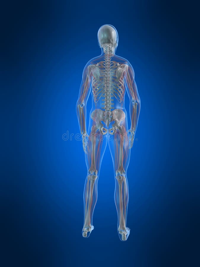 Human skeleton stock illustration. Illustration of back - 7750364