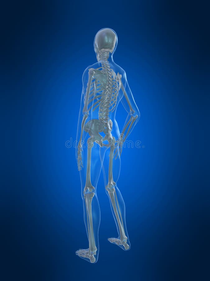 Human skeleton stock illustration. Illustration of biological - 7750244