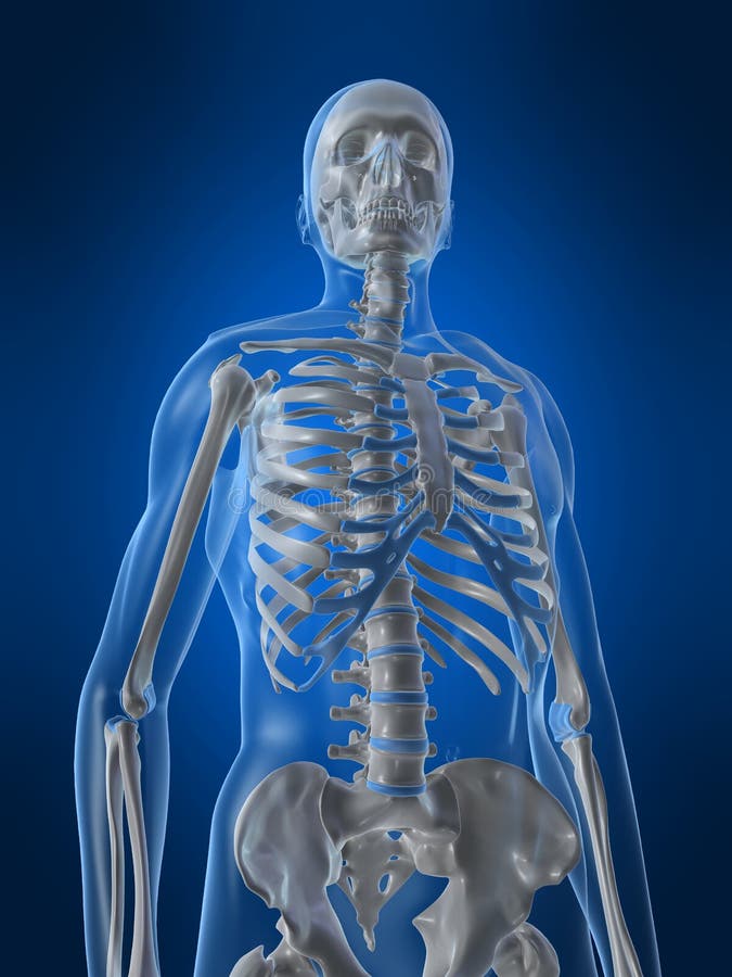 Human skeleton stock illustration. Illustration of anatomical - 7750280