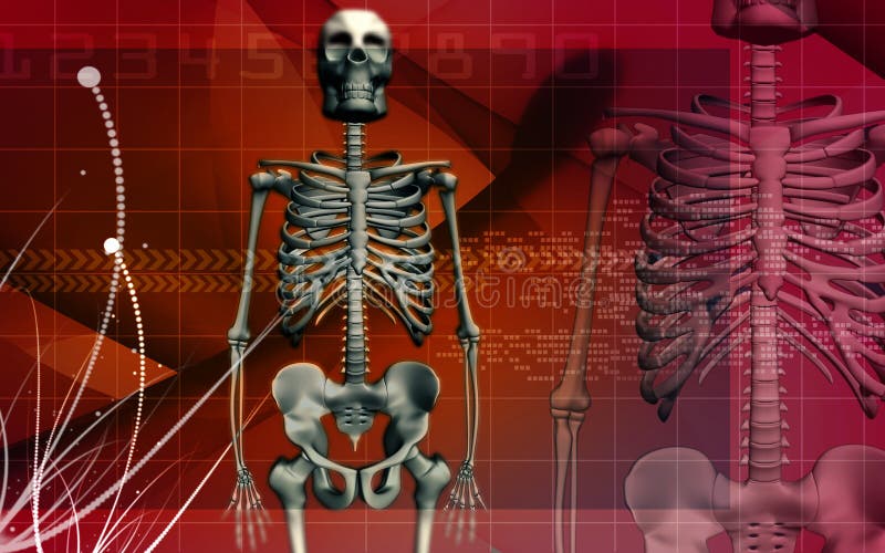 Skeleton Education Stock Illustrations – 6,438 Skeleton Education Stock ...