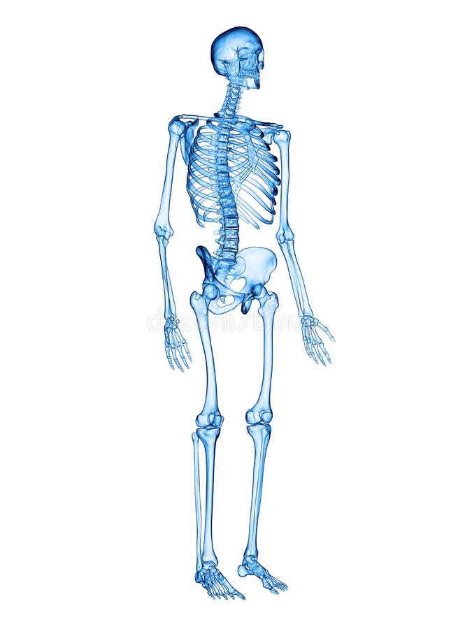 The human skeleton stock illustration. Illustration of transparent ...