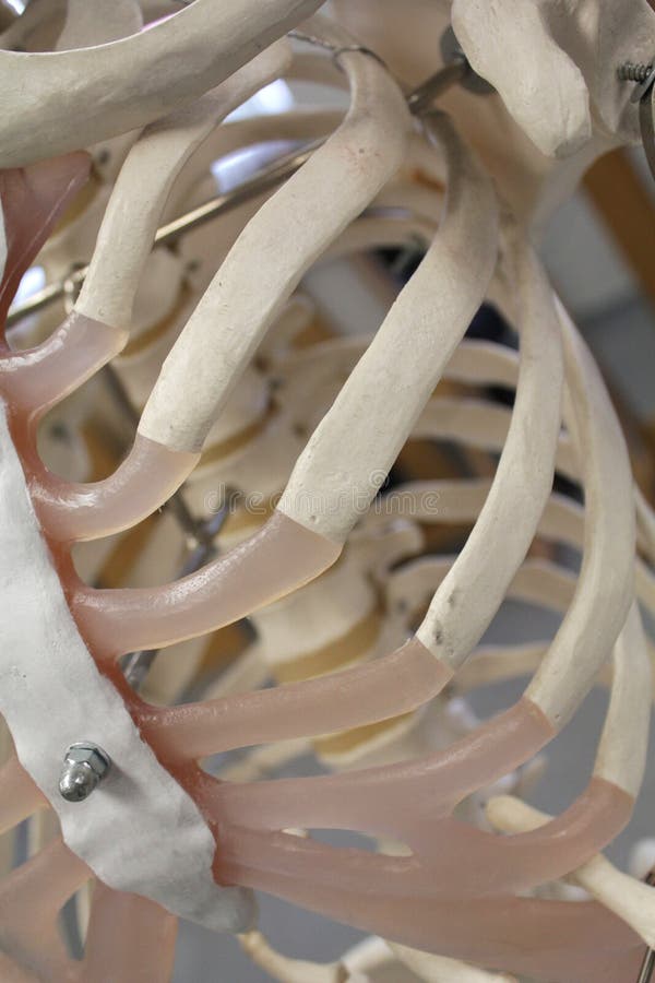 Human Skeleton Anatomical Model, Ribs Stock Photo - Image of medical ...