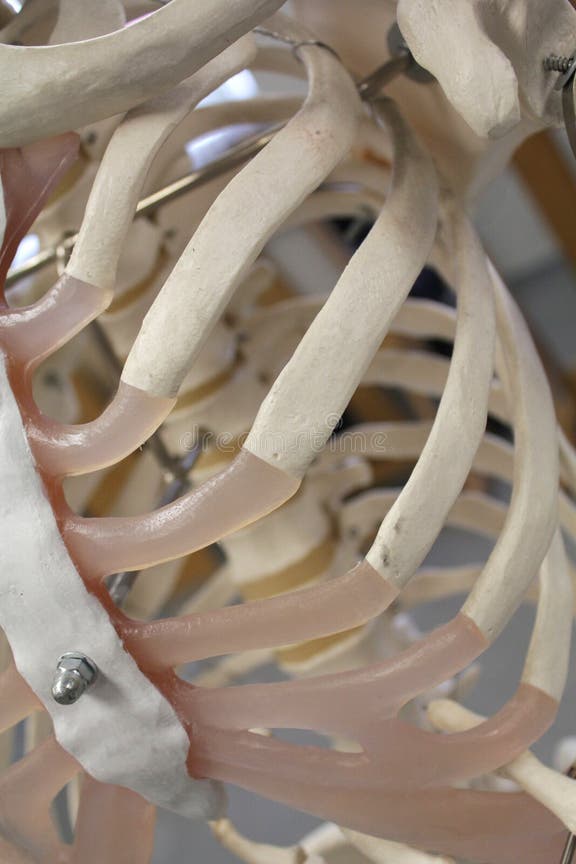 Human Skeleton Anatomical Model, Ribs Stock Photo - Image of medical ...