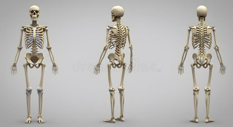 Human Skeleton Anatomical Views for Medical Illustration and Education ...