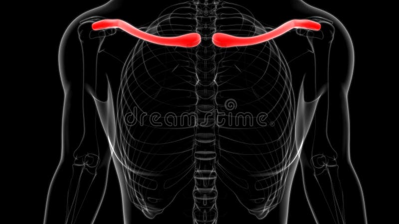Human Skeleton Anatomy Clavicle Bones 3D Rendering Stock Illustration ...
