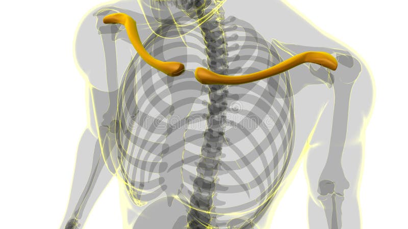 Human Skeleton Anatomy Clavicle Bones 3D Rendering Stock Illustration ...