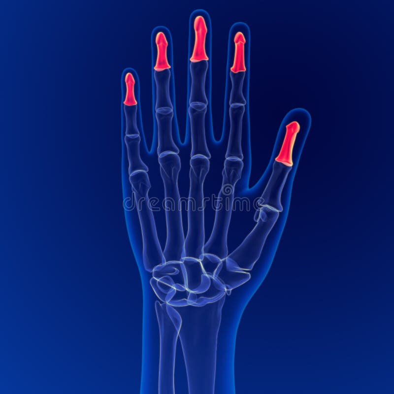 Human Skeleton Anatomy Distal Phalanges Bones 3D Rendering for Medical ...