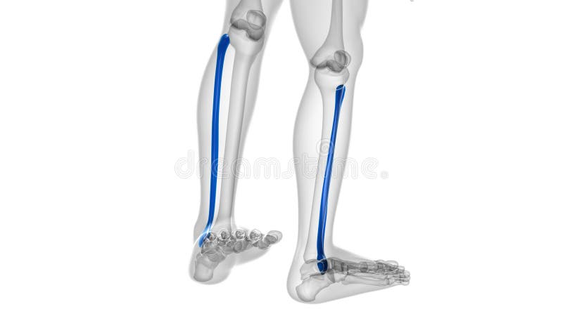 Human Skeleton Anatomy Fibula Bone 3D Rendering Stock Illustration ...