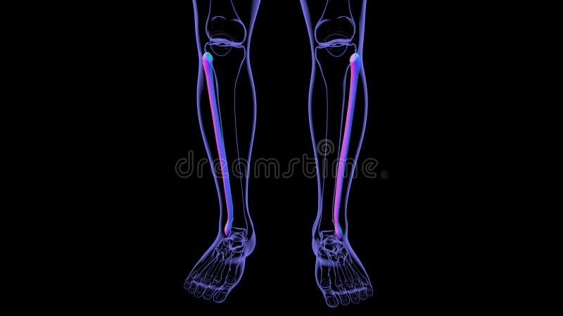 Human Skeleton Anatomy Fibula Bone 3D Rendering Stock Illustration ...
