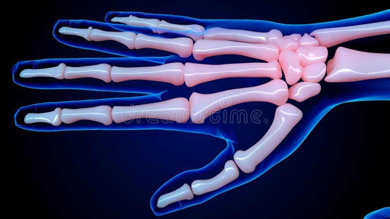 Human Skeleton Anatomy Hand Bones for Medical Concept 3D Rendering ...