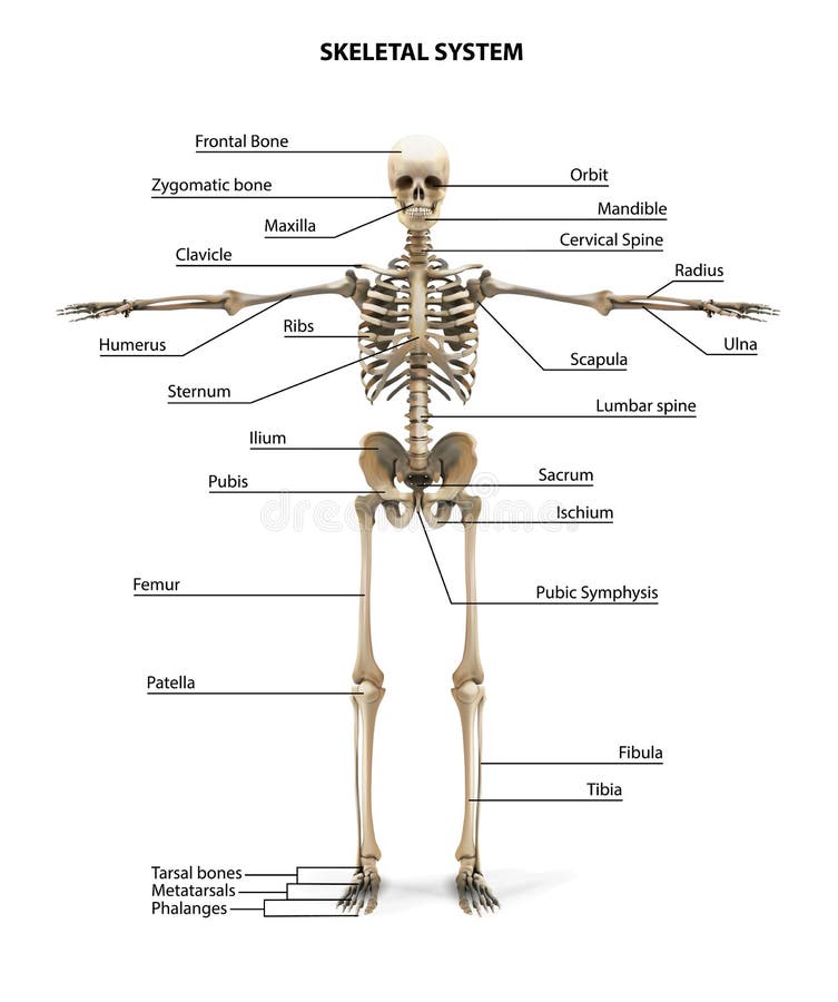 Human Skeleton Anatomy stock vector. Illustration of skeleton - 196861048