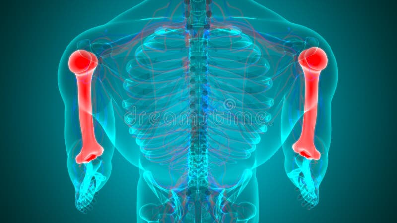 Human Skeleton Anatomy Humerus Bone 3D Rendering Stock Illustration ...