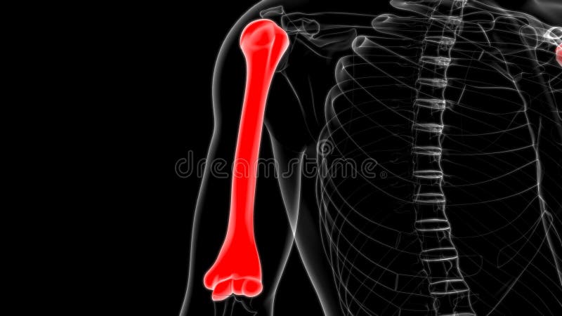 Human Skeleton Anatomy Humerus Bone 3D Rendering Stock Illustration ...