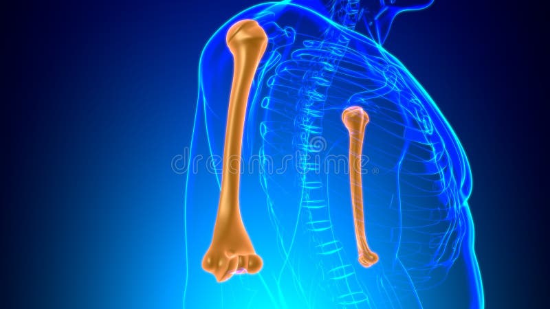 Human Skeleton Anatomy Humerus Bone 3D Rendering Stock Illustration ...