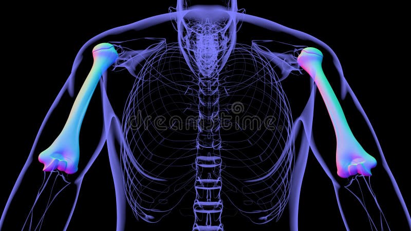 Human Skeleton Anatomy Humerus Bone 3D Rendering Stock Illustration ...