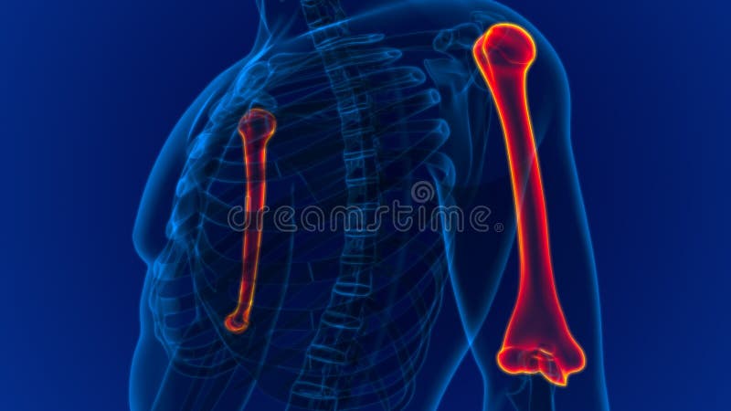 Human Skeleton Anatomy Humerus Bone 3D Rendering Stock Illustration ...
