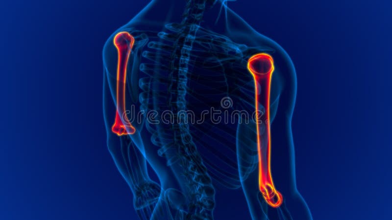 Human Skeleton Anatomy Humerus Bone 3D Rendering Stock Illustration ...