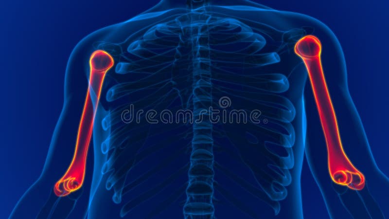 Human Skeleton Anatomy Humerus Bone 3D Rendering Stock Illustration ...