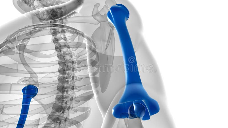 Human Skeleton Anatomy Humerus Bone 3D Rendering Stock Illustration ...