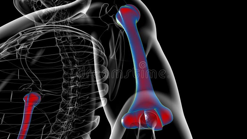 Human Skeleton Anatomy Humerus Bone 3D Rendering Stock Illustration ...
