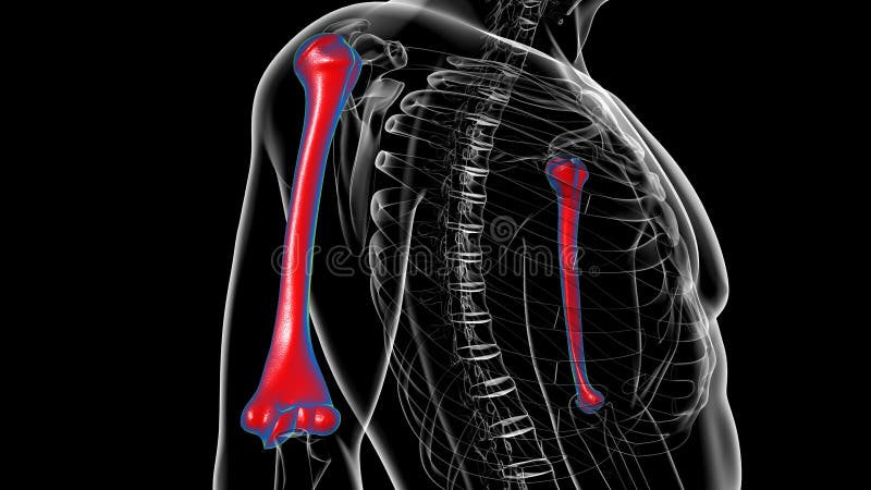 Human Skeleton Anatomy Humerus Bone 3D Rendering Stock Illustration ...