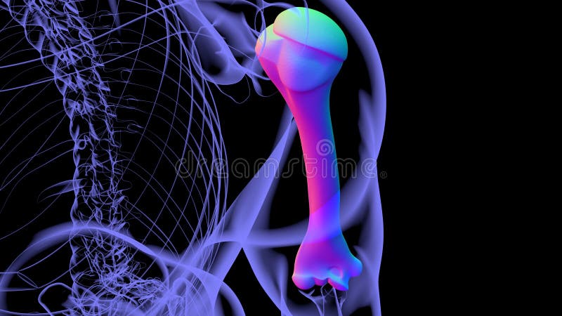 Human Skeleton Anatomy Humerus Bone 3D Rendering Stock Illustration ...