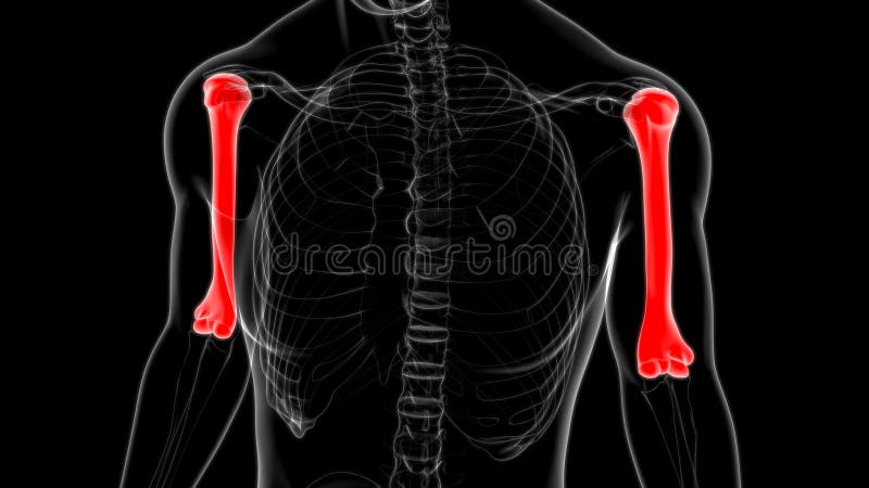 Human Skeleton Anatomy Humerus Bone 3D Rendering Stock Illustration ...