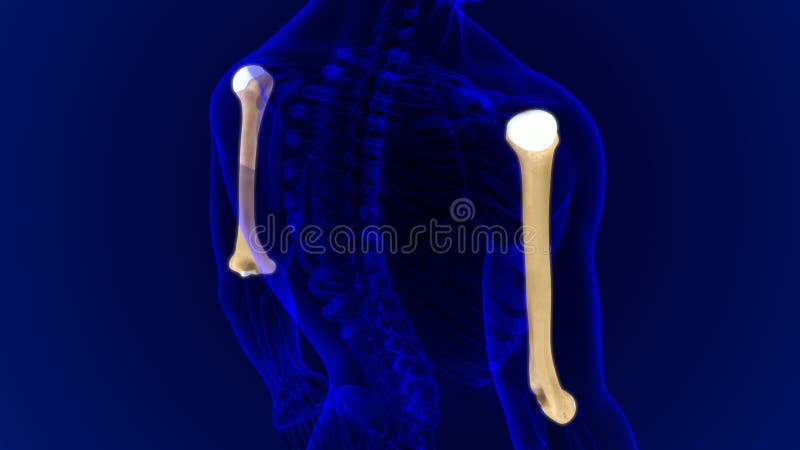 Human Skeleton Anatomy Humerus Bone 3D Rendering Stock Illustration ...