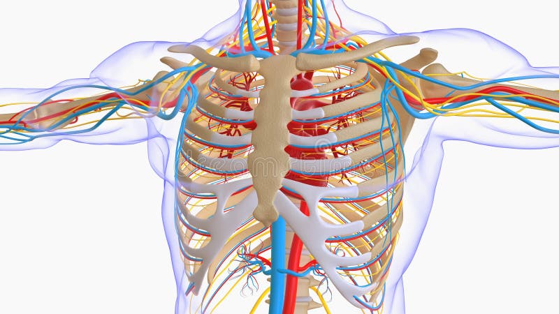 Human Skeleton Anatomy for Medical Concept 3D Illustration Stock ...