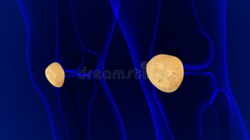 Human Skeleton Anatomy Patella Bone 3D Rendering Stock Illustration ...