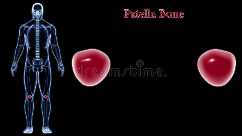 Human Skeleton Anatomy Patella Bone 3D Rendering Stock Illustration ...