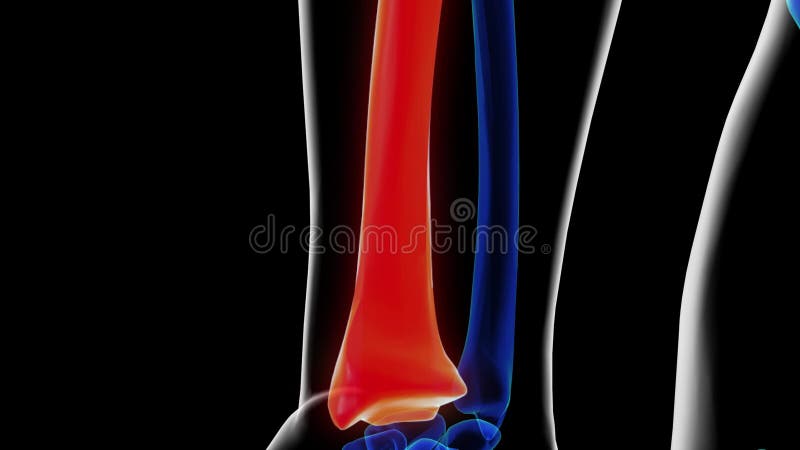 Human Skeleton Anatomy Radius Bone 3D Rendering for Medical Concept ...