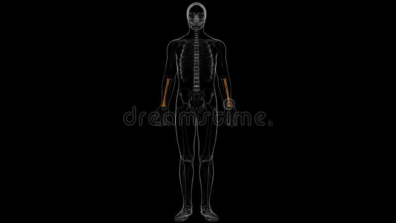 Human Skeleton Anatomy Radius Bone 3D Rendering Stock Illustration ...