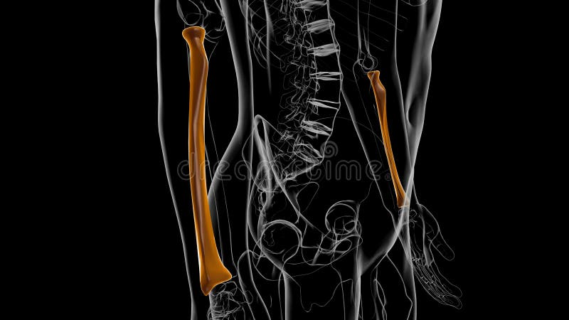 Human Skeleton Anatomy Radius Bone 3D Rendering Stock Illustration ...