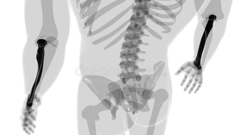 Human Skeleton Anatomy Radius Bone 3D Rendering Stock Illustration ...