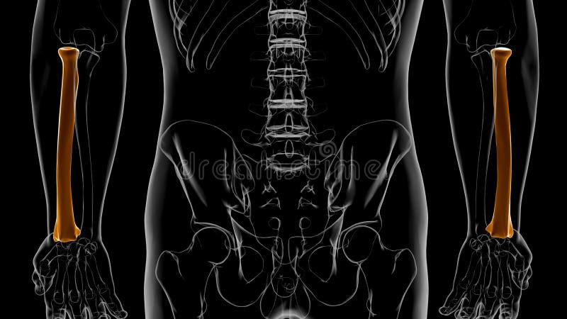 Human Skeleton Anatomy Radius Bone 3D Rendering Stock Illustration ...