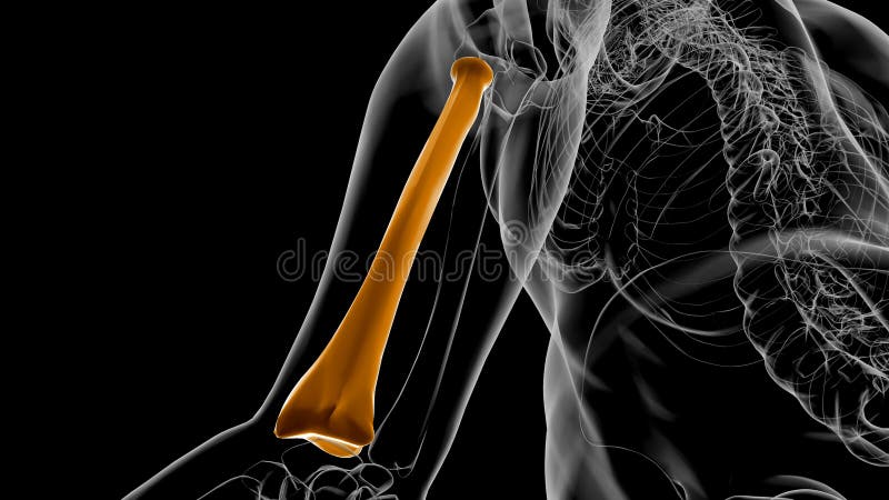Human Skeleton Anatomy Radius Bone 3D Rendering Stock Illustration ...