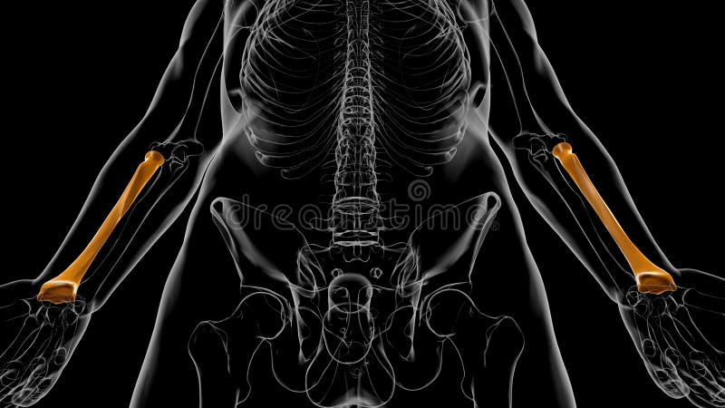 Human Skeleton Anatomy Radius Bone 3D Rendering Stock Illustration ...