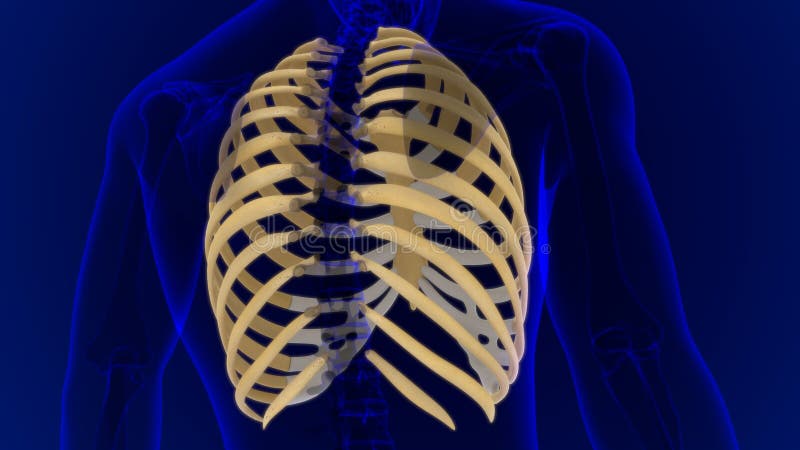 Human Skeleton Anatomy Rib Cage 3D Rendering Stock Illustration ...