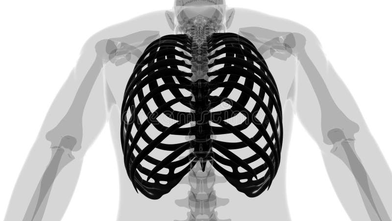 Human Skeleton Anatomy Rib Cage 3D Rendering Stock Illustration ...