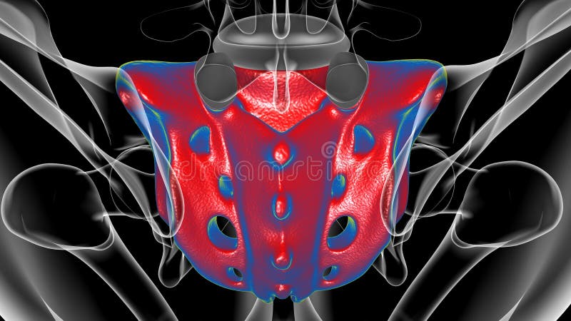 Human Skeleton Anatomy Sacral Bone 3D Rendering Stock Illustration ...