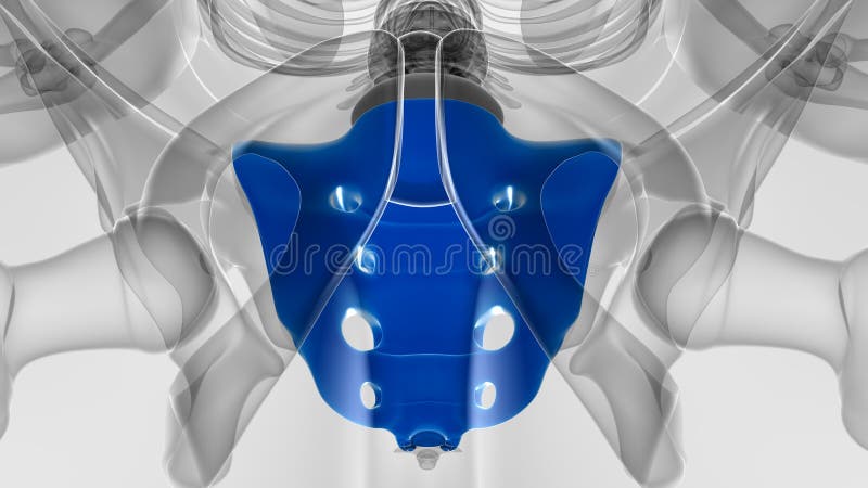 Human Skeleton Anatomy Sacral Bone 3D Rendering Stock Illustration ...