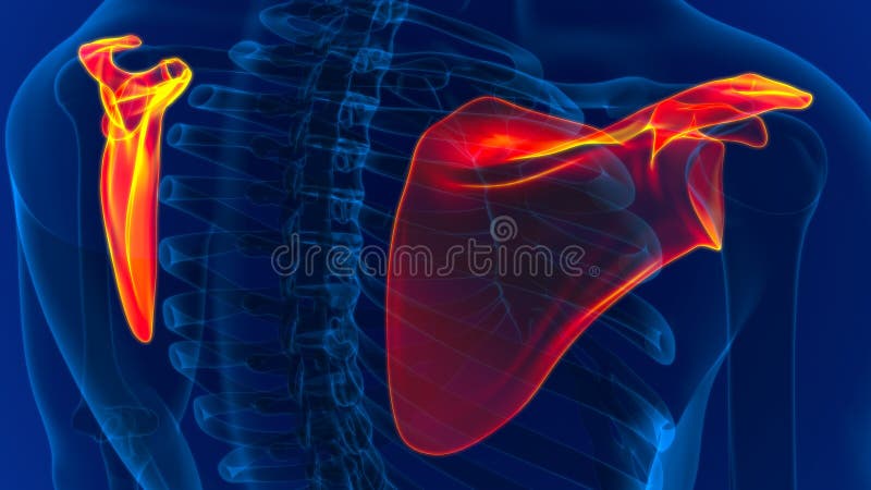 Human Skeleton Anatomy Scapula Bone 3D Rendering Stock Illustration ...
