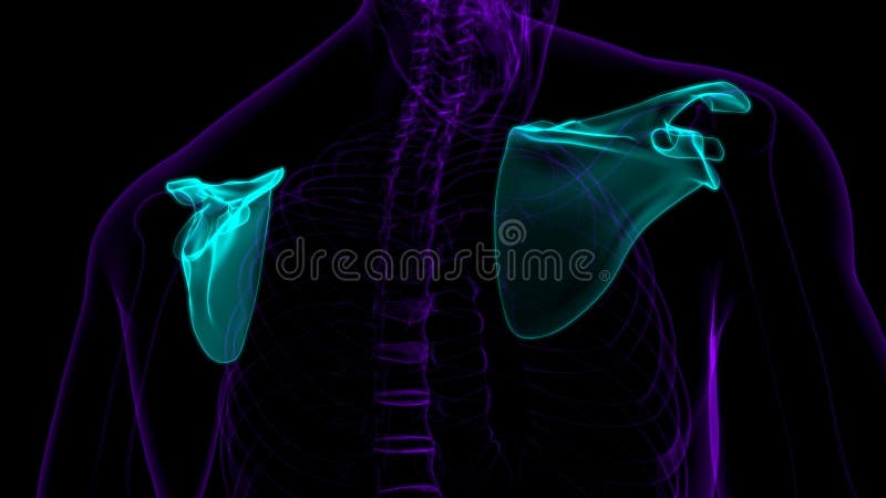 Human Skeleton Anatomy Scapula Bone 3D Rendering Stock Illustration ...
