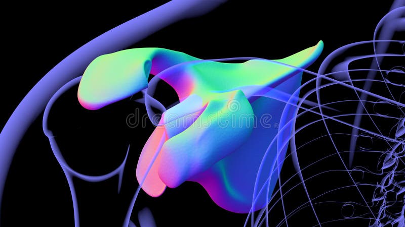Human Skeleton Anatomy Scapula Bone 3D Rendering Stock Illustration ...