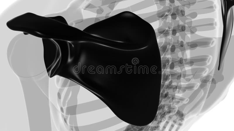Human Skeleton Anatomy Scapula Bone 3D Rendering Stock Illustration ...