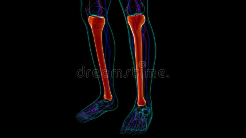 Human Skeleton Anatomy Tibia Bone 3D Rendering Stock Illustration ...