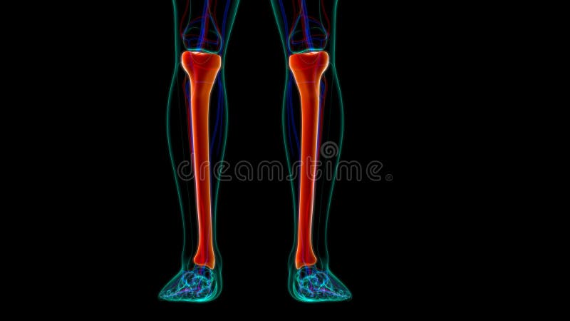Human Skeleton Anatomy Tibia Bone 3D Rendering Stock Illustration ...