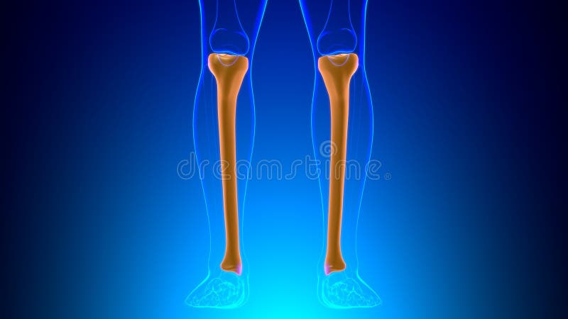 Human Skeleton Anatomy Tibia Bone 3D Rendering Stock Illustration ...