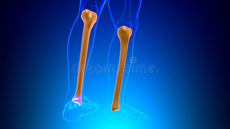 Human Skeleton Anatomy Tibia Bone 3D Rendering Stock Illustration ...